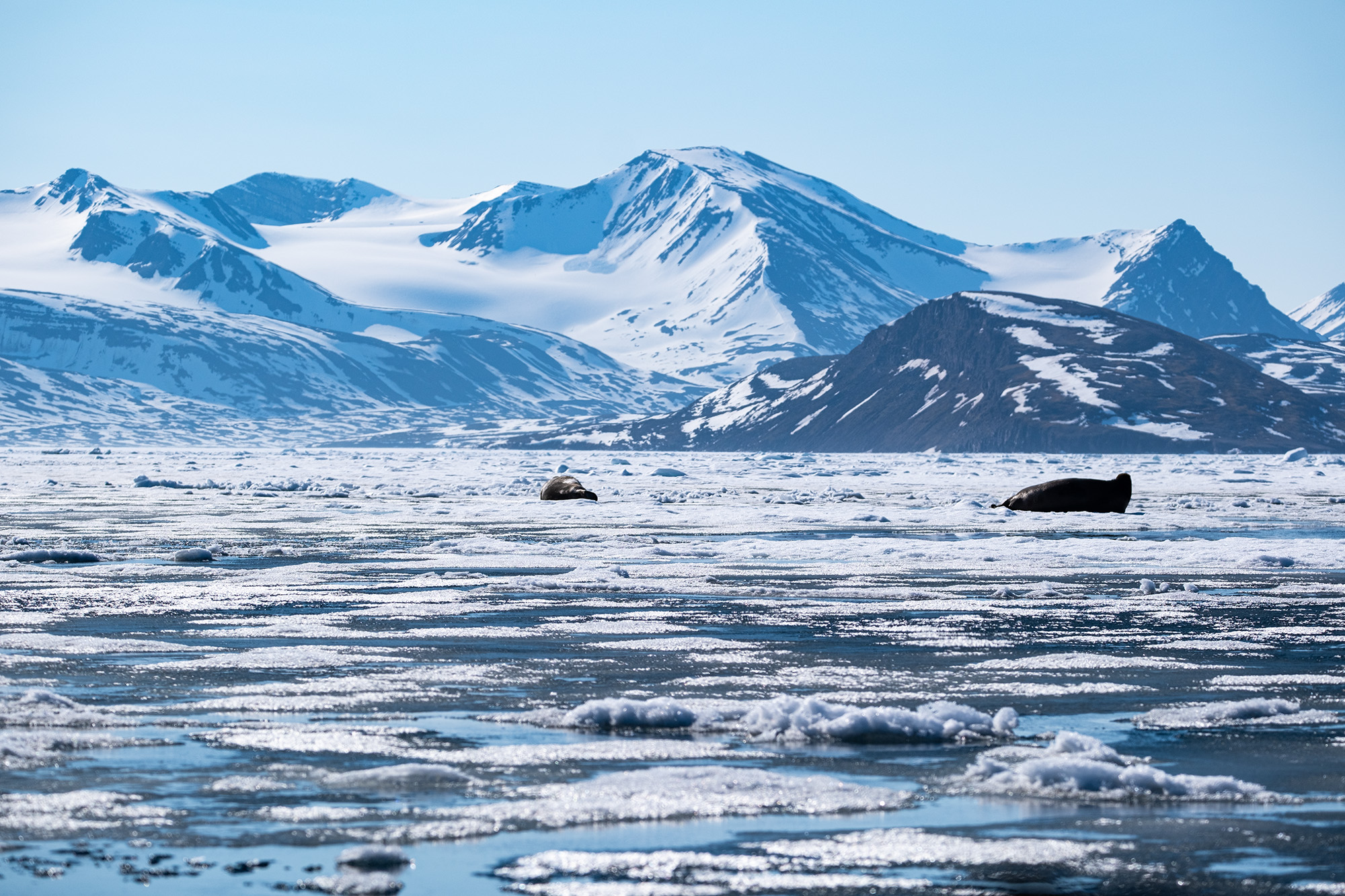Unique Facts about Life on Svalbard - The Hidden North